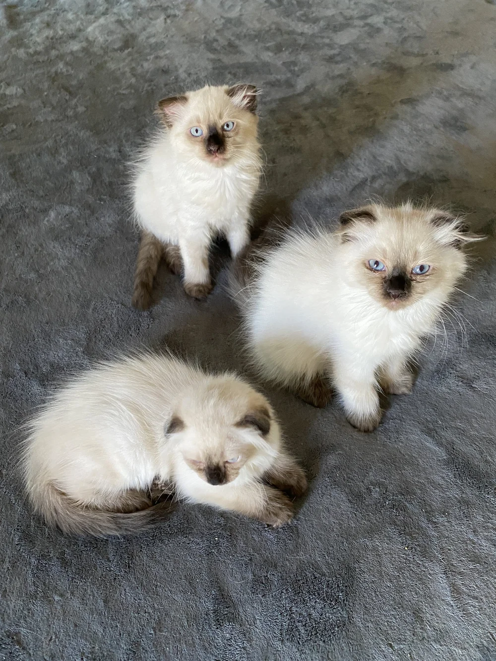 Scottish Fold and straight kittens kittens for sale: Scottish fold ...