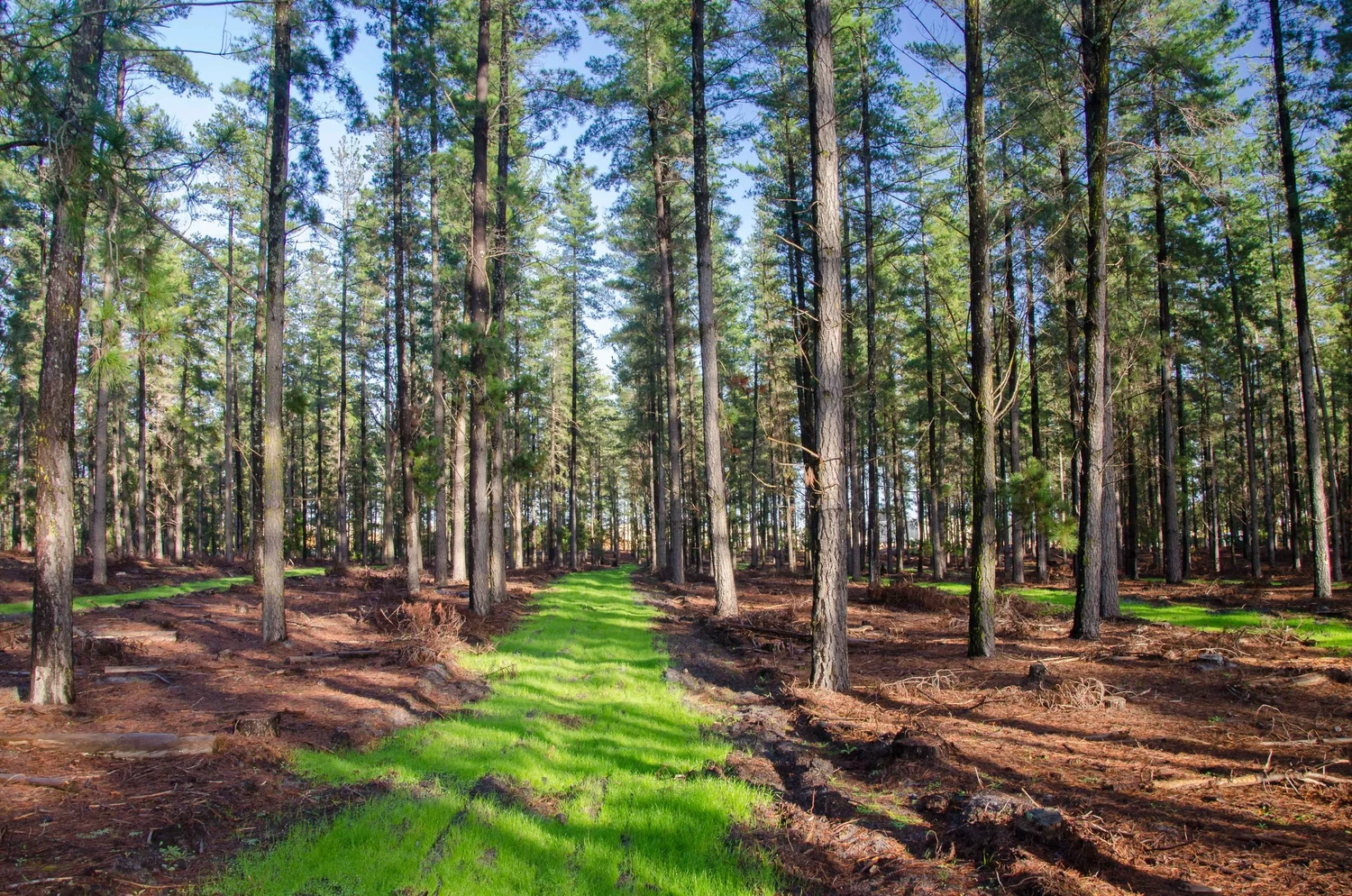 Guidance Notes — decisiontreewa