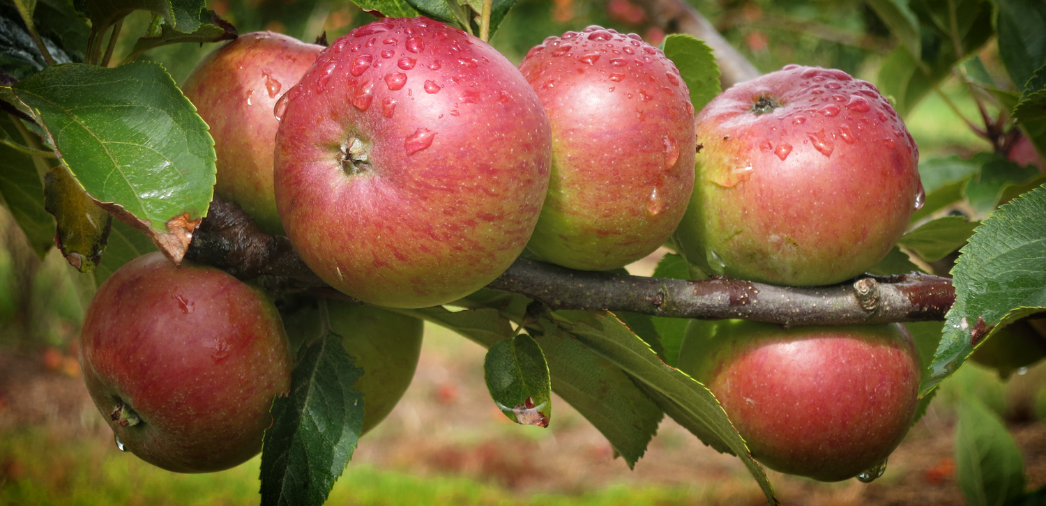 Denmark Heritage Cider CoDenmark Heritage Cider Co
