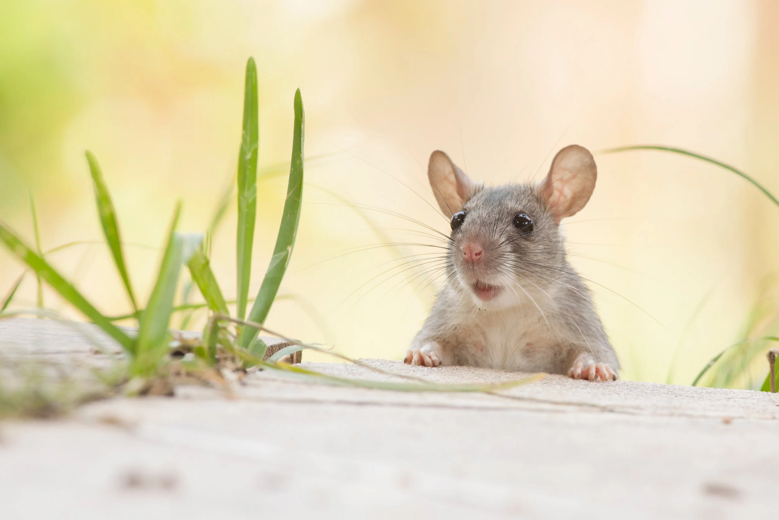 Rodent Road Trip: How to Keep Mice Out as Temperatures Drop | Rutland ...