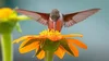 Hummingbird NAET® Holistic Healing