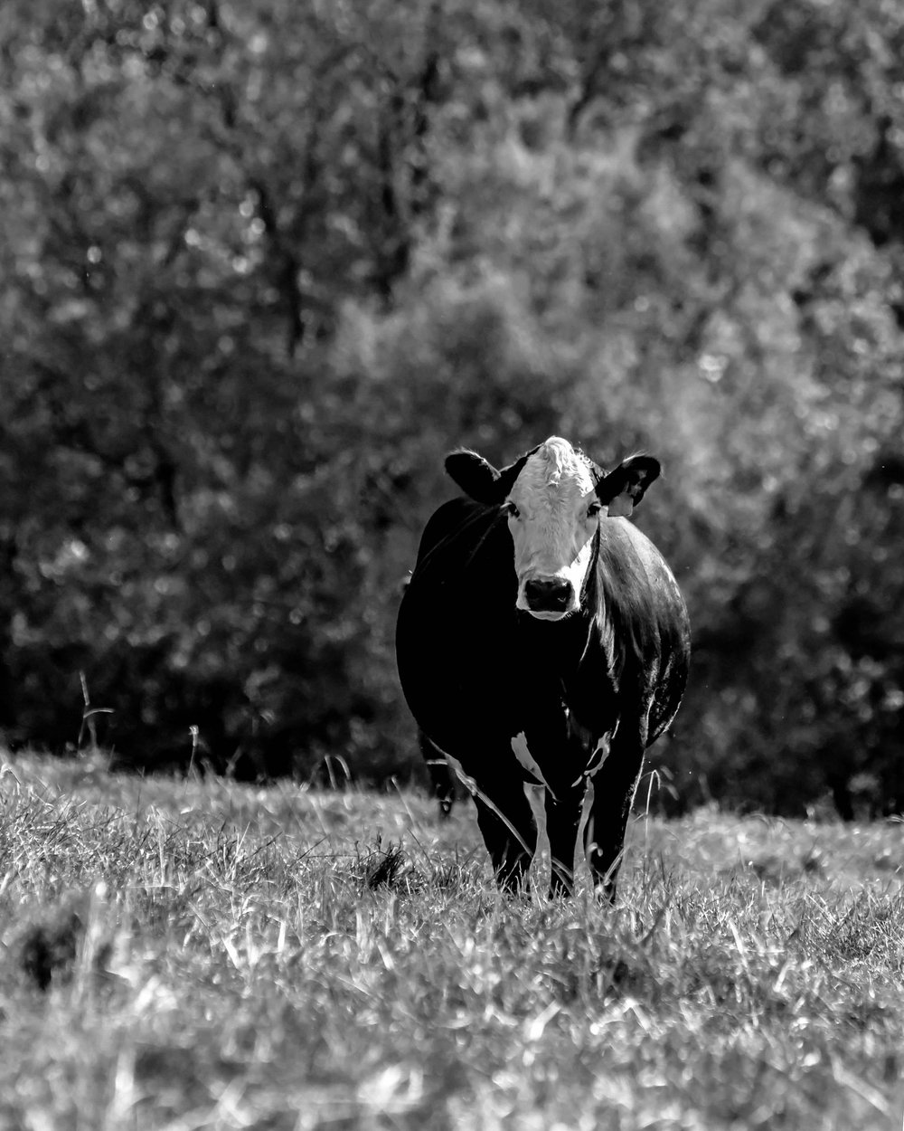 North Carolina Simmental Association