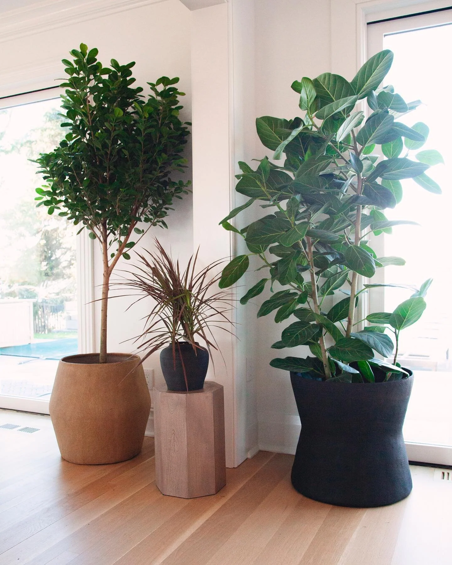 Variegated NYC - Interior Plant Design & Care Services