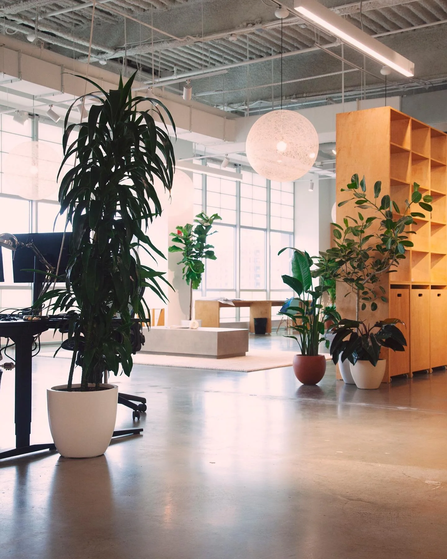 Office Plant Services — Variegated NYC