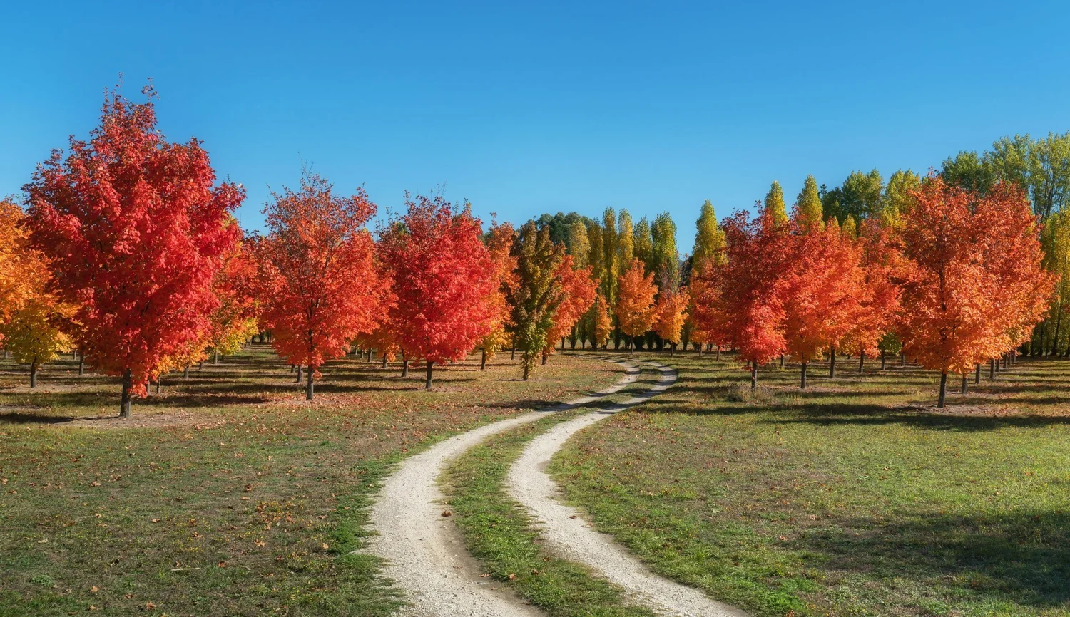Grow A Sugar Maple Tree From Seed — PLANT FOR CHANGE