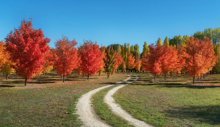 Grow A Sugar Maple Tree From Seed — PLANT FOR CHANGE
