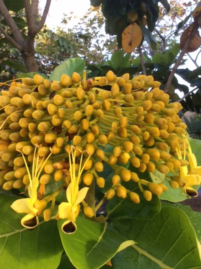Our Gardens — Tree Zoo