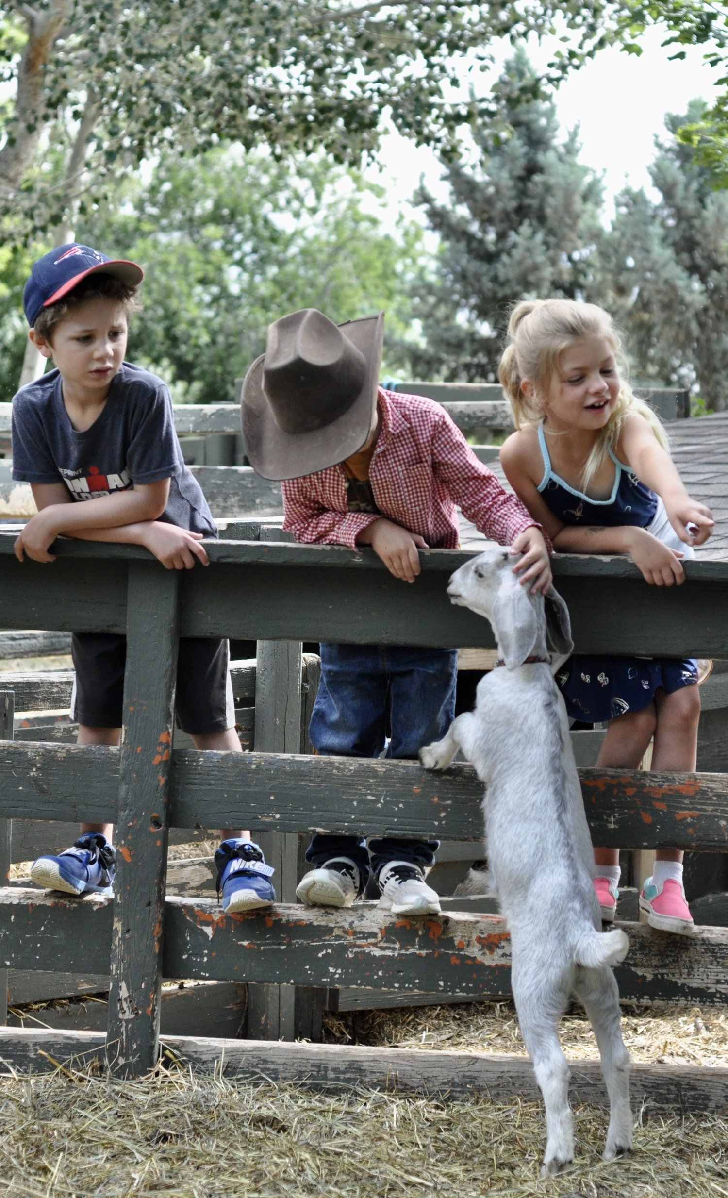 Summer Camps (5-10) — Sunflower Farm - Nature, Animals, Kids and Music