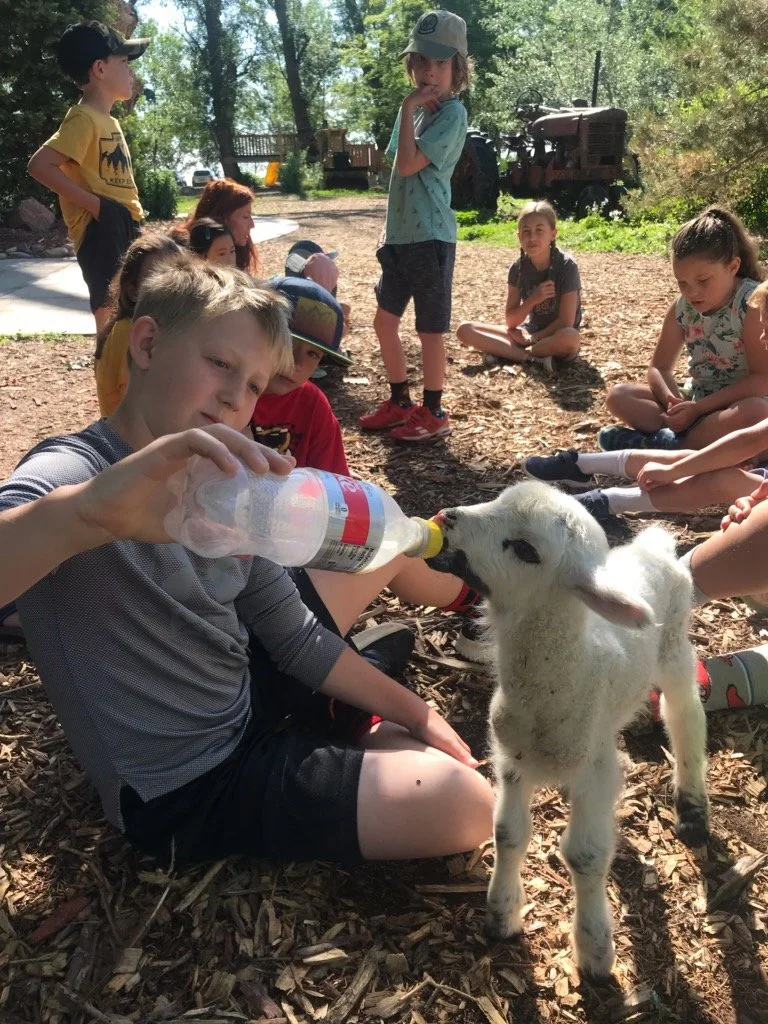 Summer Camps (5-10) — Sunflower Farm - Nature, Animals, Kids and Music