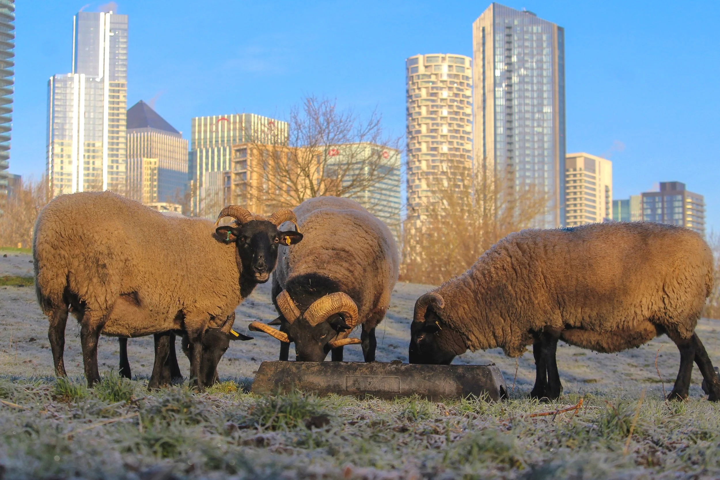 Corporate | Mudchute Park and Farm