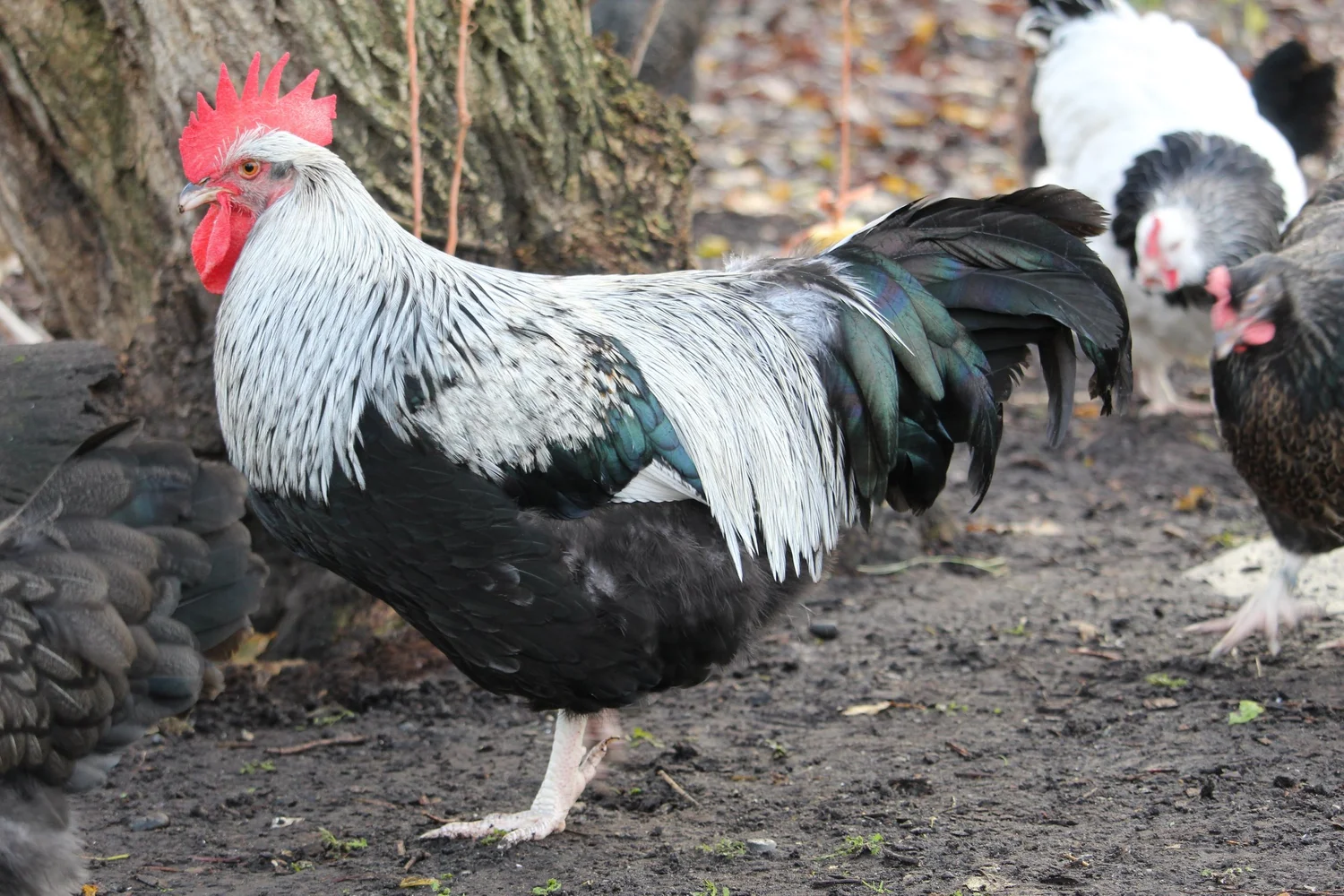Chickens at Mudchute | Mudchute Park and Farm