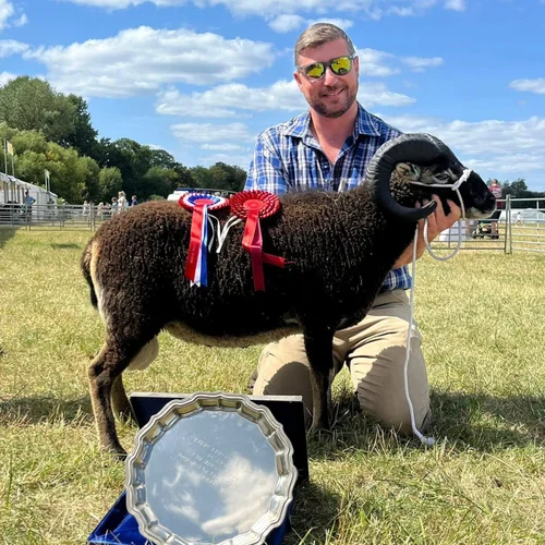 Sheep at the Agriculture Show | Mudchute Park and Farm
