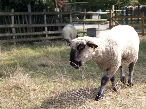 Sheep | Mudchute Park and Farm