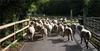 Plan Your Visit | Mudchute Park and Farm