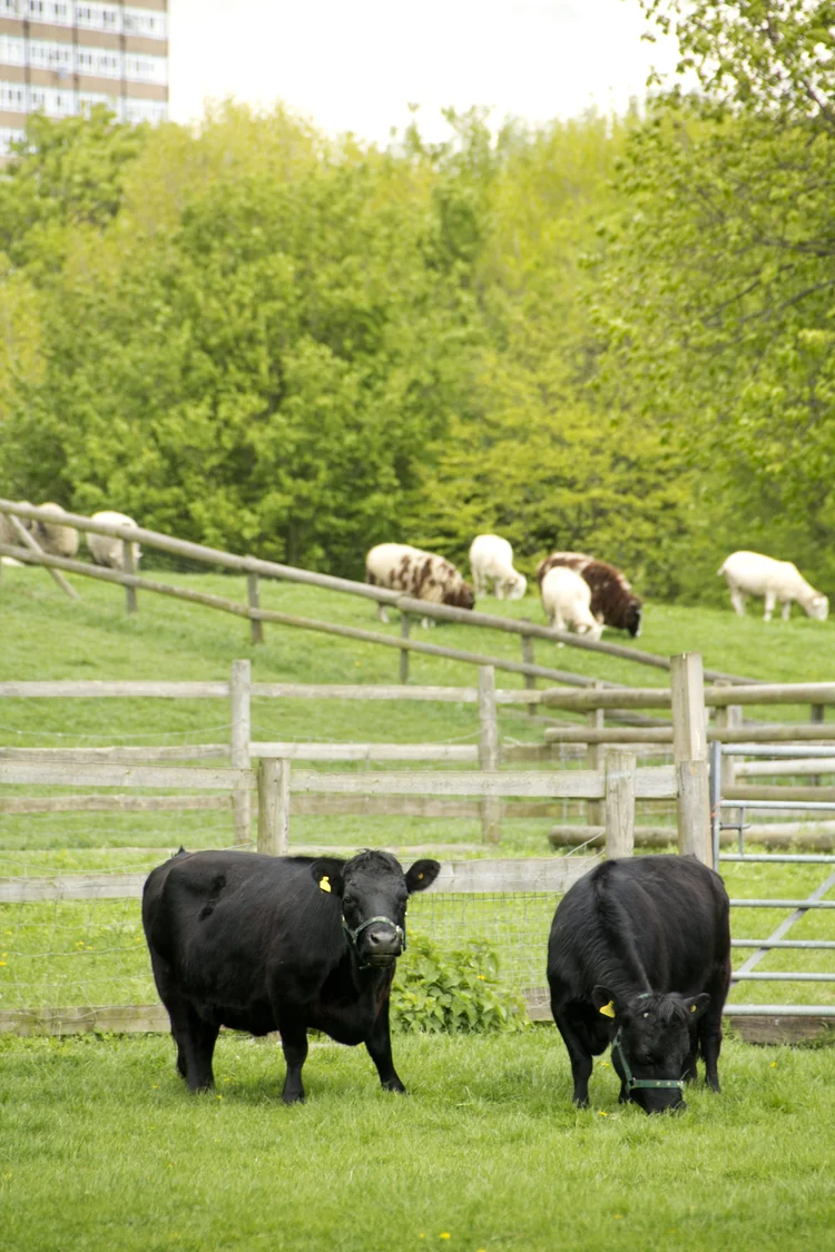 Mudchute Park and Farm