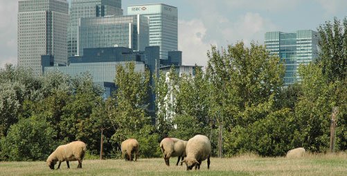 About Us | Mudchute Park and Farm