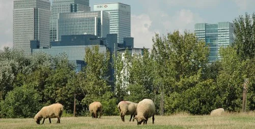 About Us | Mudchute Park and Farm