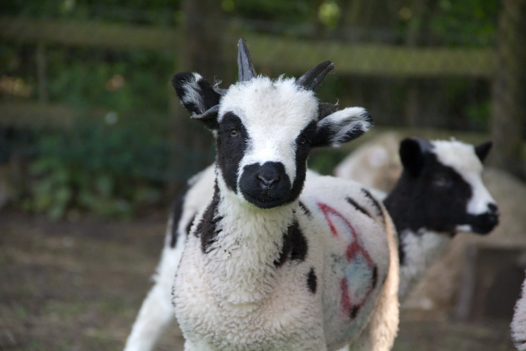 Support Us | Mudchute Park and Farm