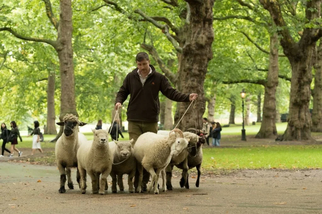 About Us | Mudchute Park and Farm