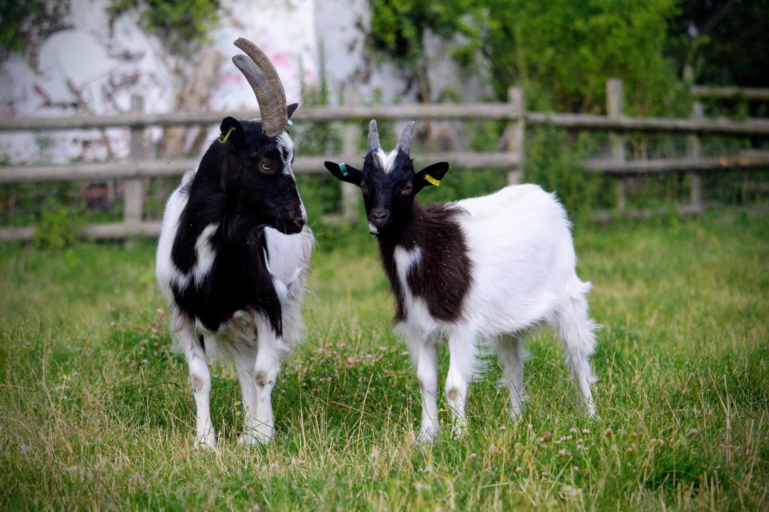 Animal Experiences | Mudchute Park and Farm