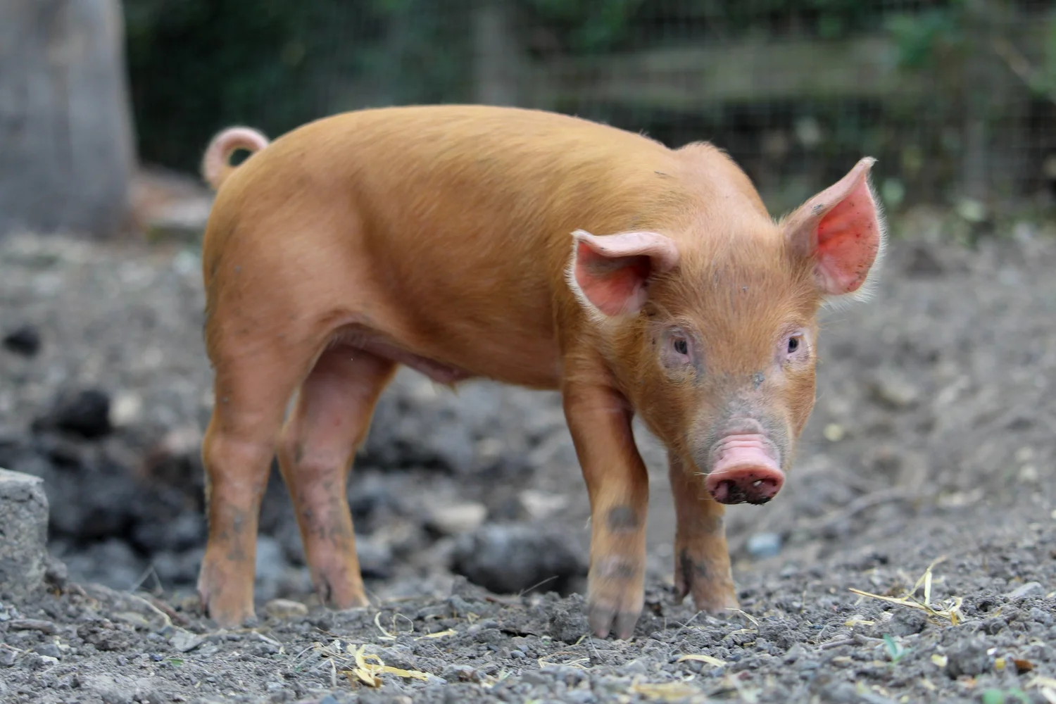 Plan Your Visit Info | Mudchute Park and Farm