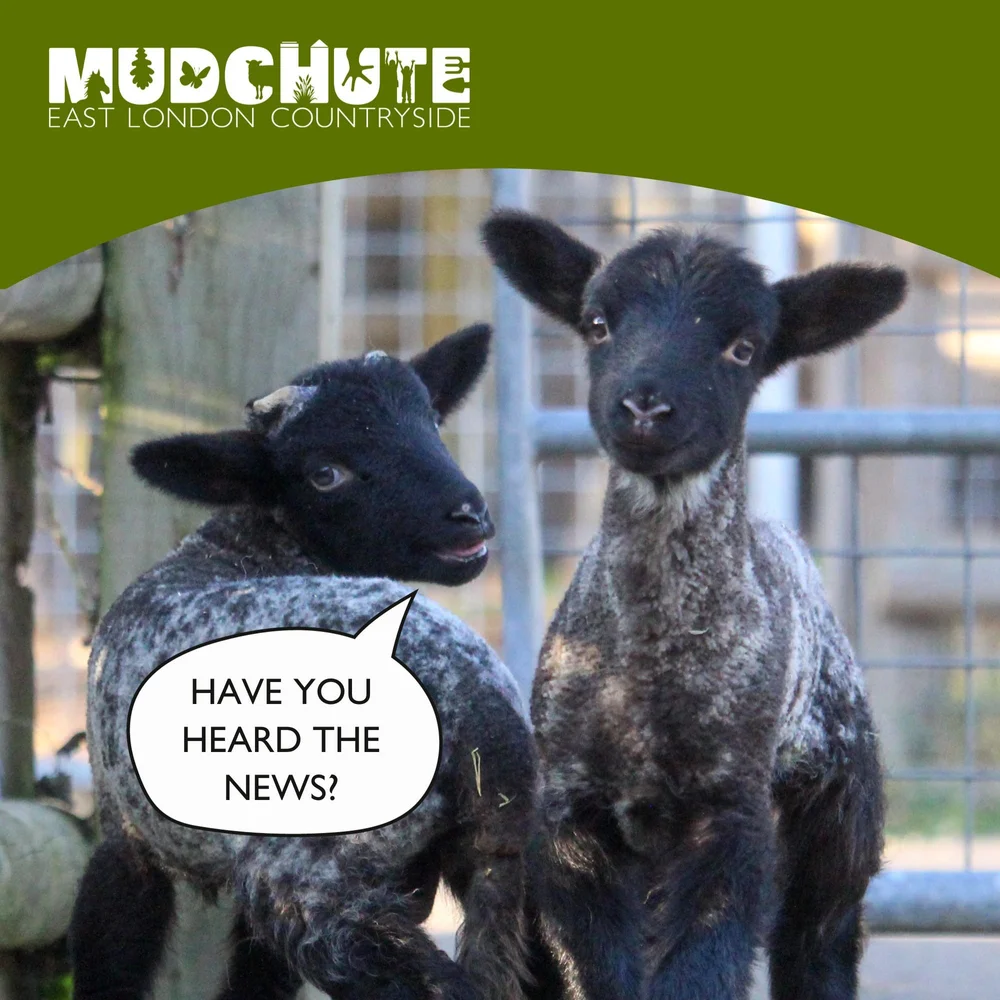White Sheep Memes Animal Experiences At Mudchute | Mudchute Park And