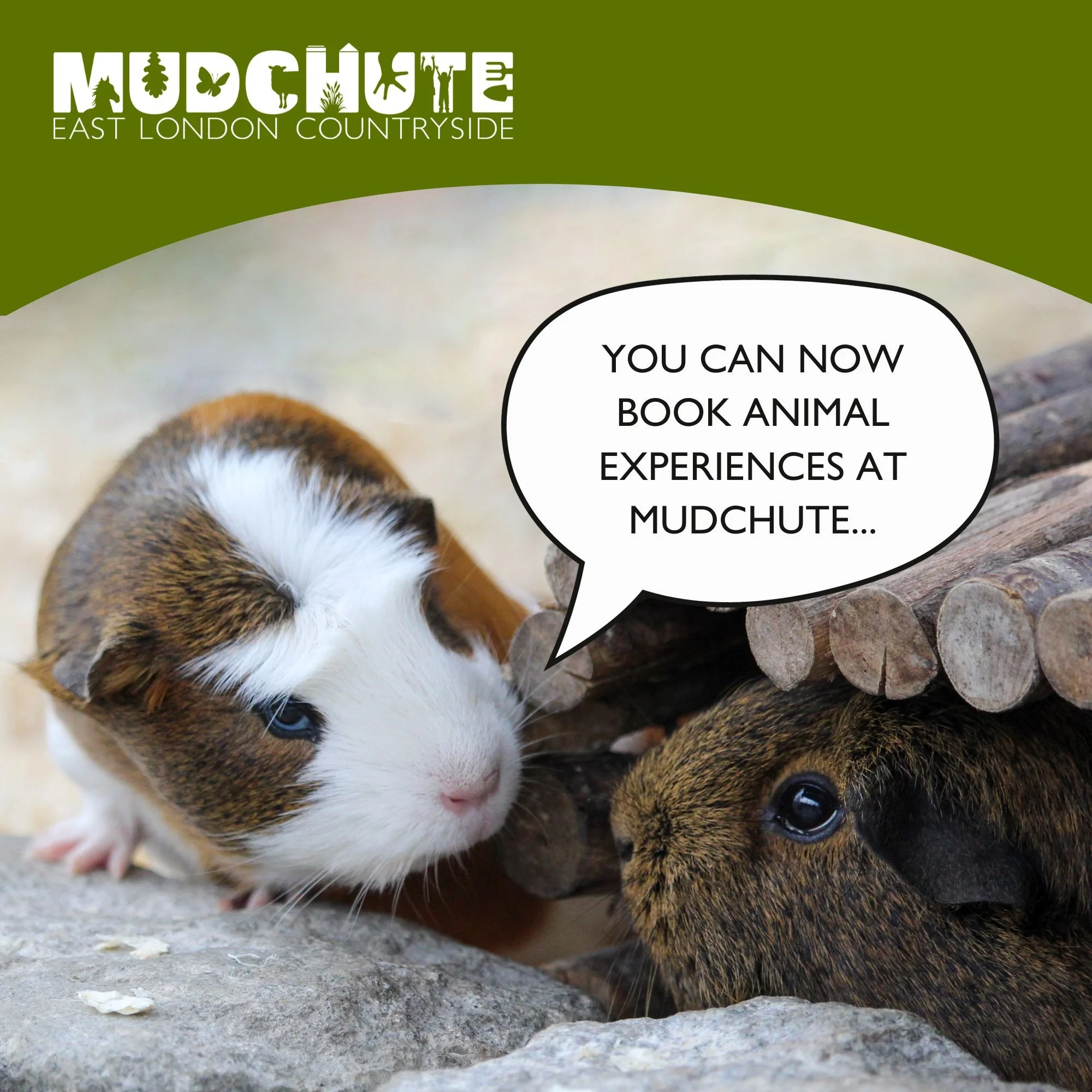 Animal Experiences at Mudchute | Mudchute Park and Farm
