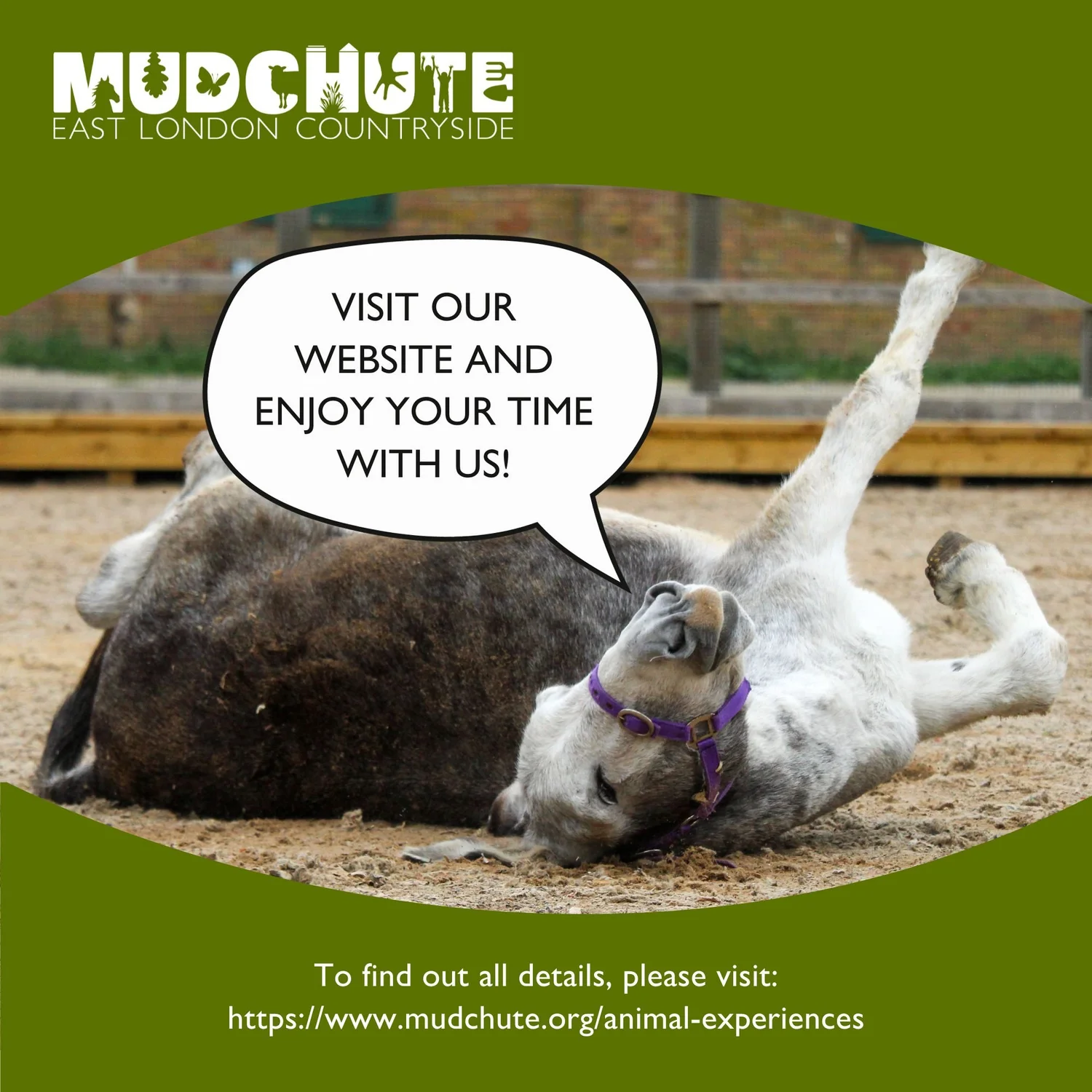 Animal Experiences at Mudchute | Mudchute Park and Farm