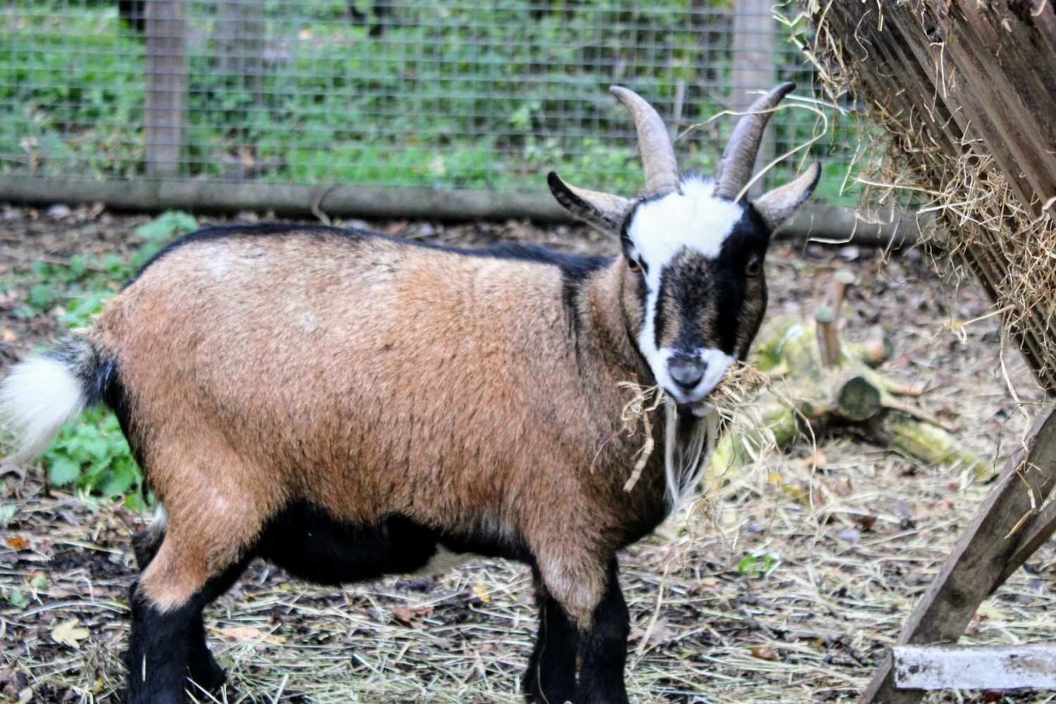 Goats | Mudchute Park and Farm