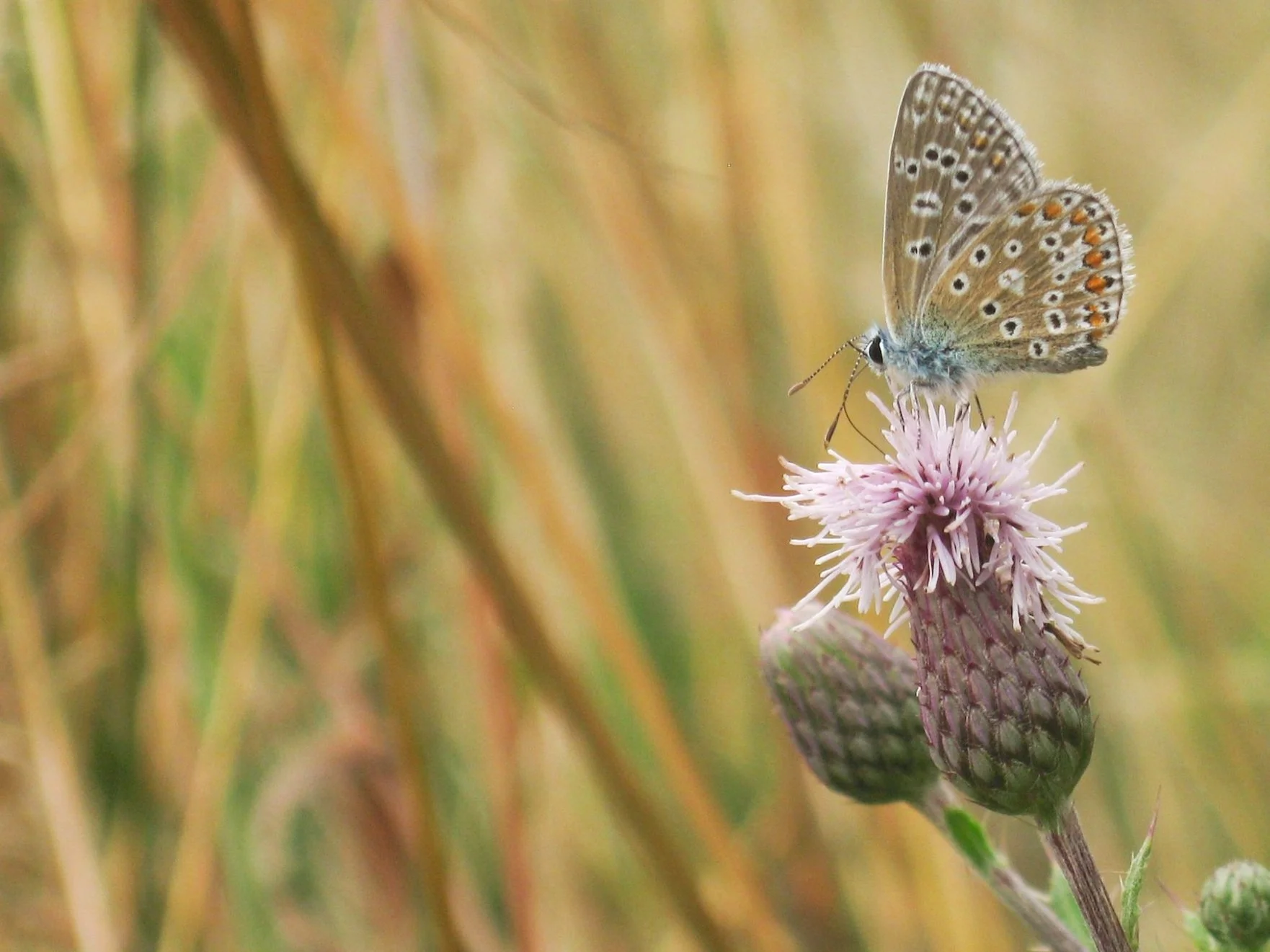 Our Team | Mudchute Park and Farm