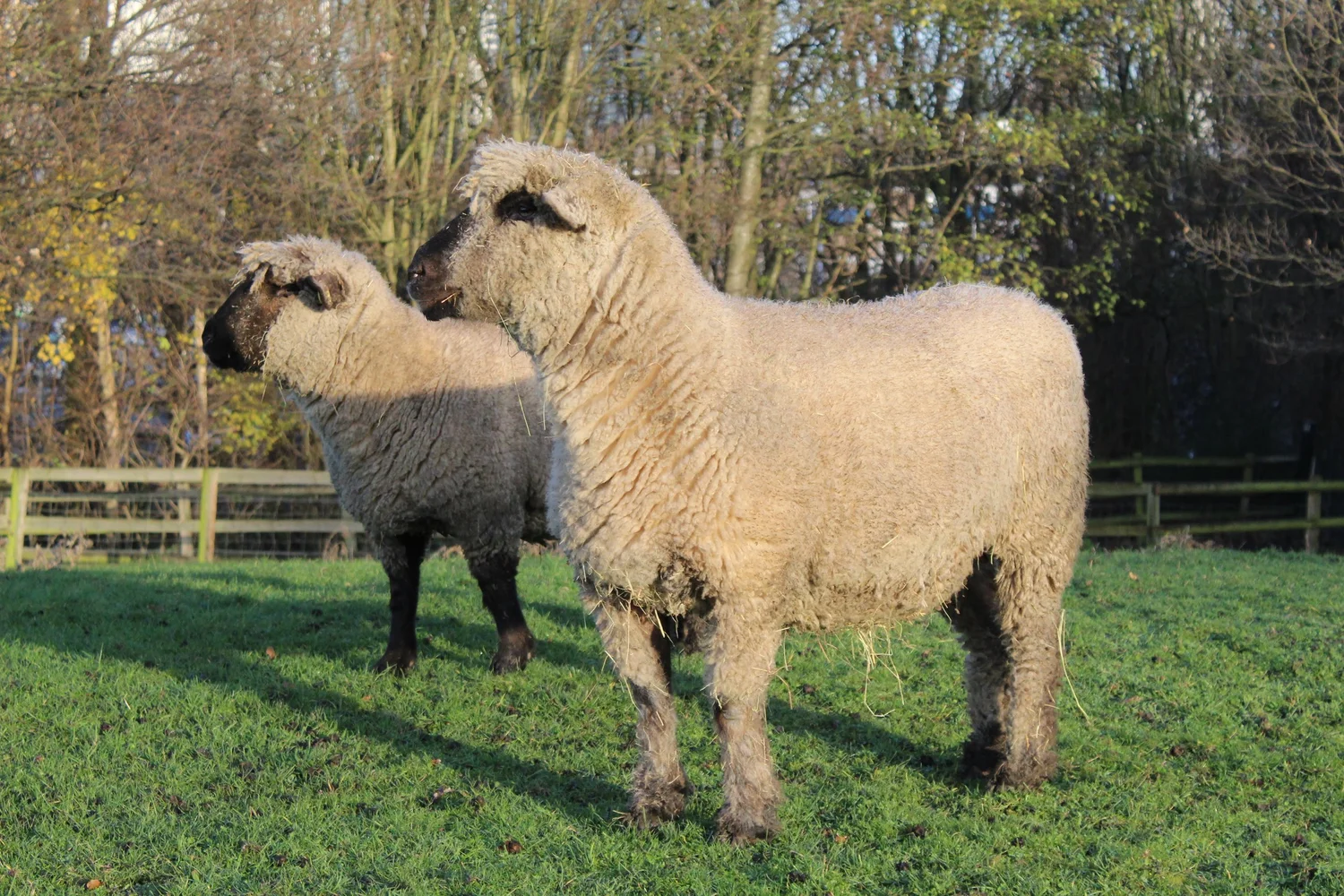 Sheep | Mudchute Park and Farm