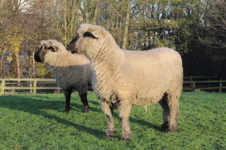 Sheep | Mudchute Park and Farm