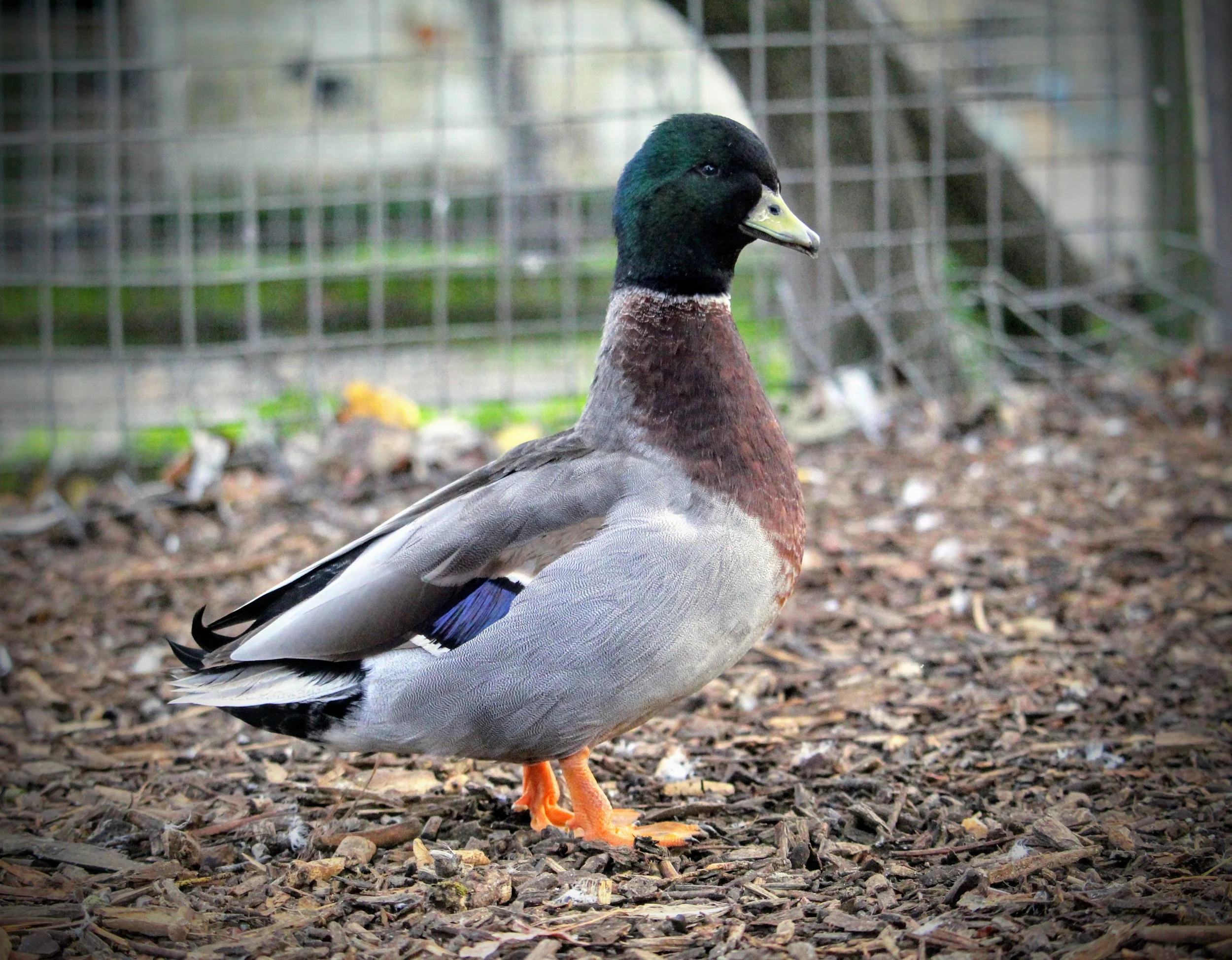 Mudchute Shop | Mudchute Park and Farm