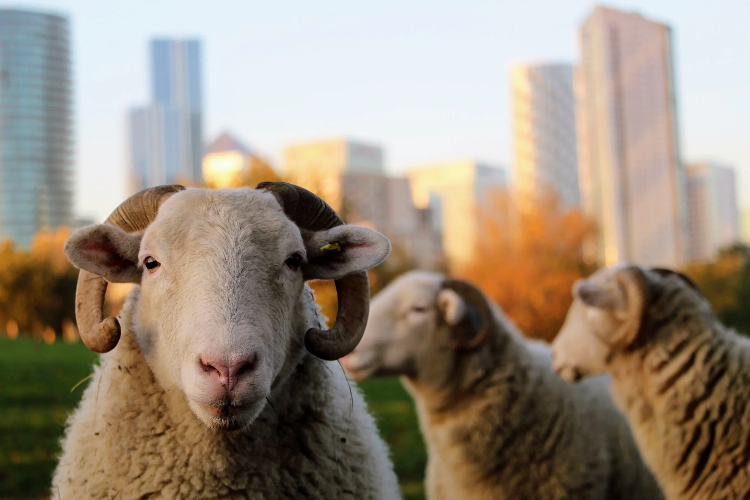 Mudchute Park and Farm