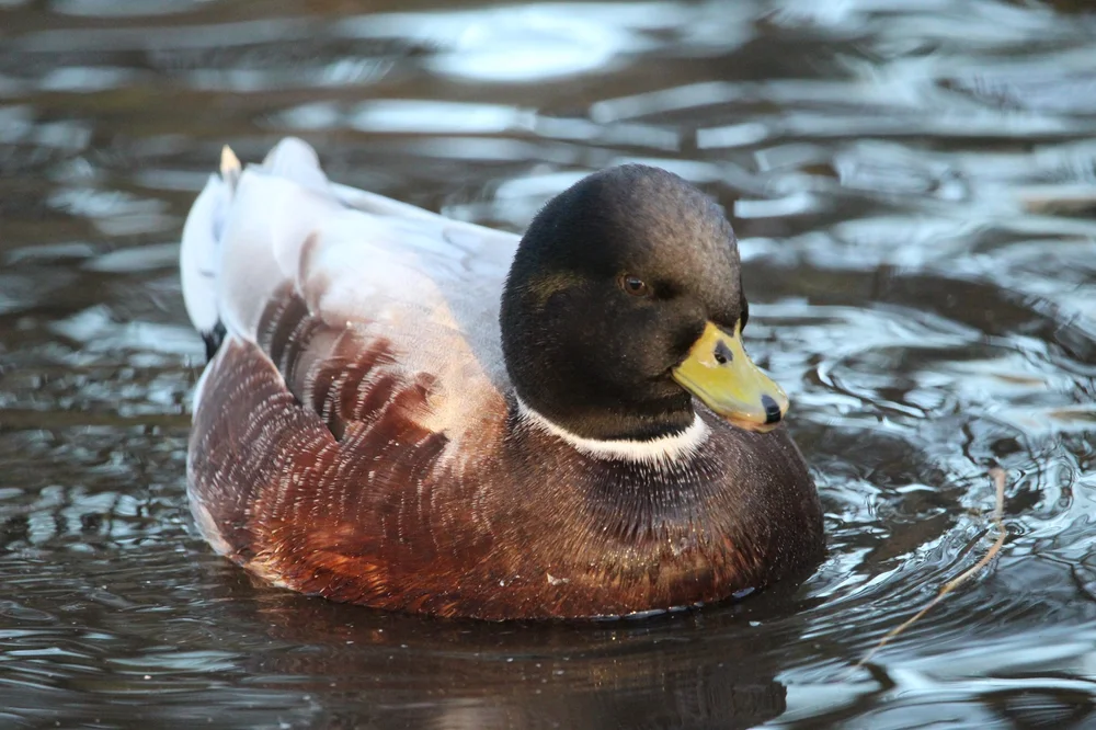 Ducks | Mudchute Park and Farm