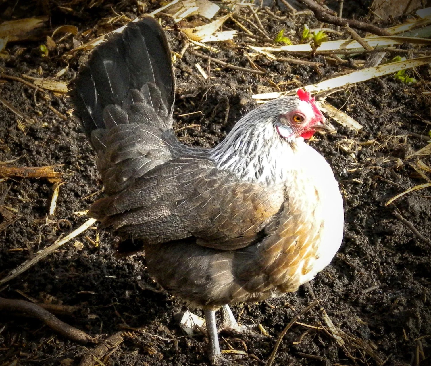 Chickens at Mudchute | Mudchute Park and Farm