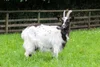 Farm Animals | Mudchute Park and Farm