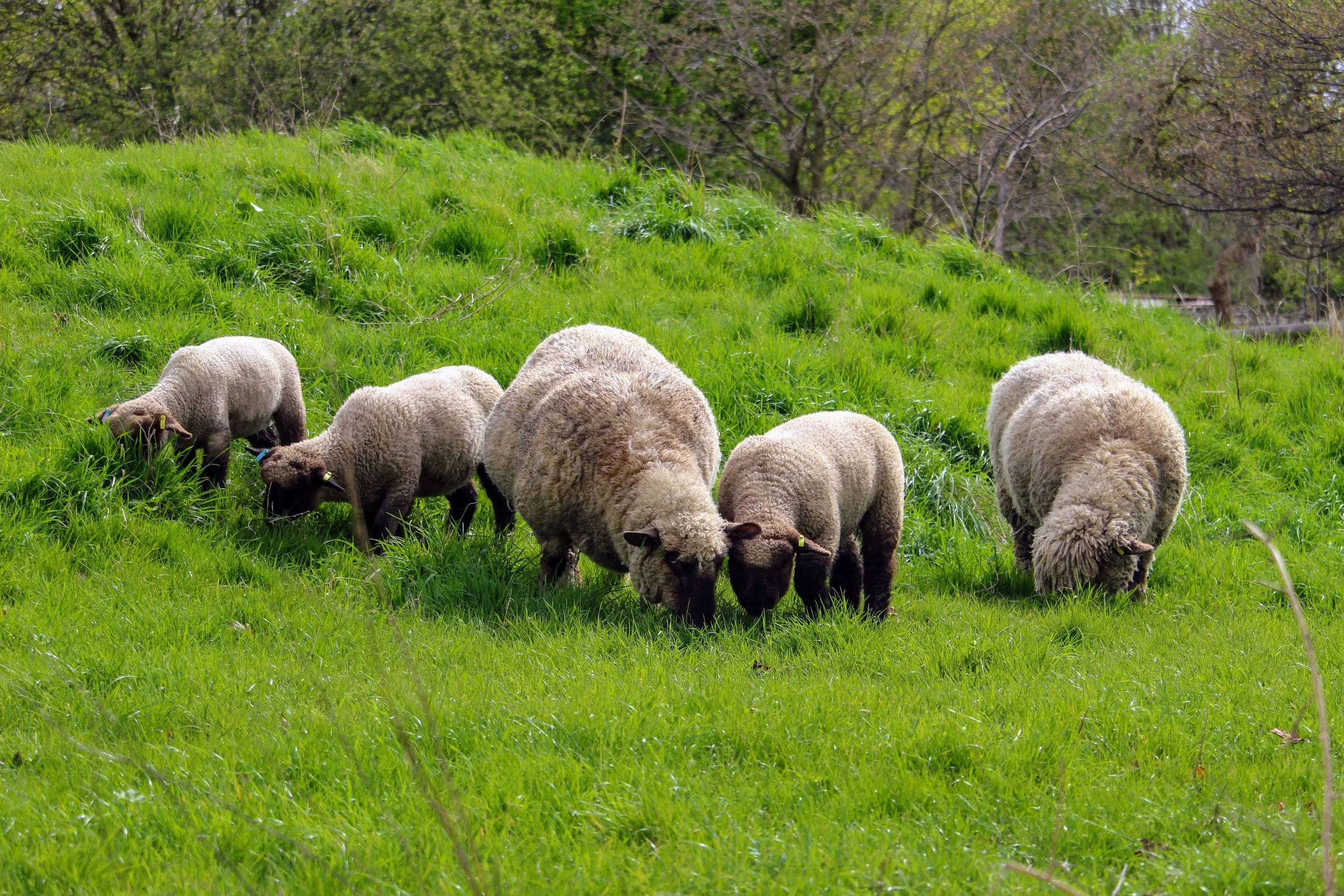 Sheep | Mudchute Park and Farm