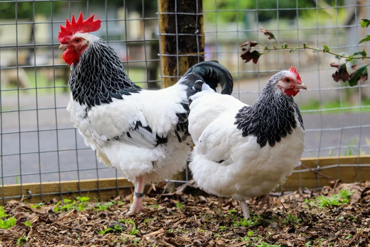Courses | Mudchute Park and Farm