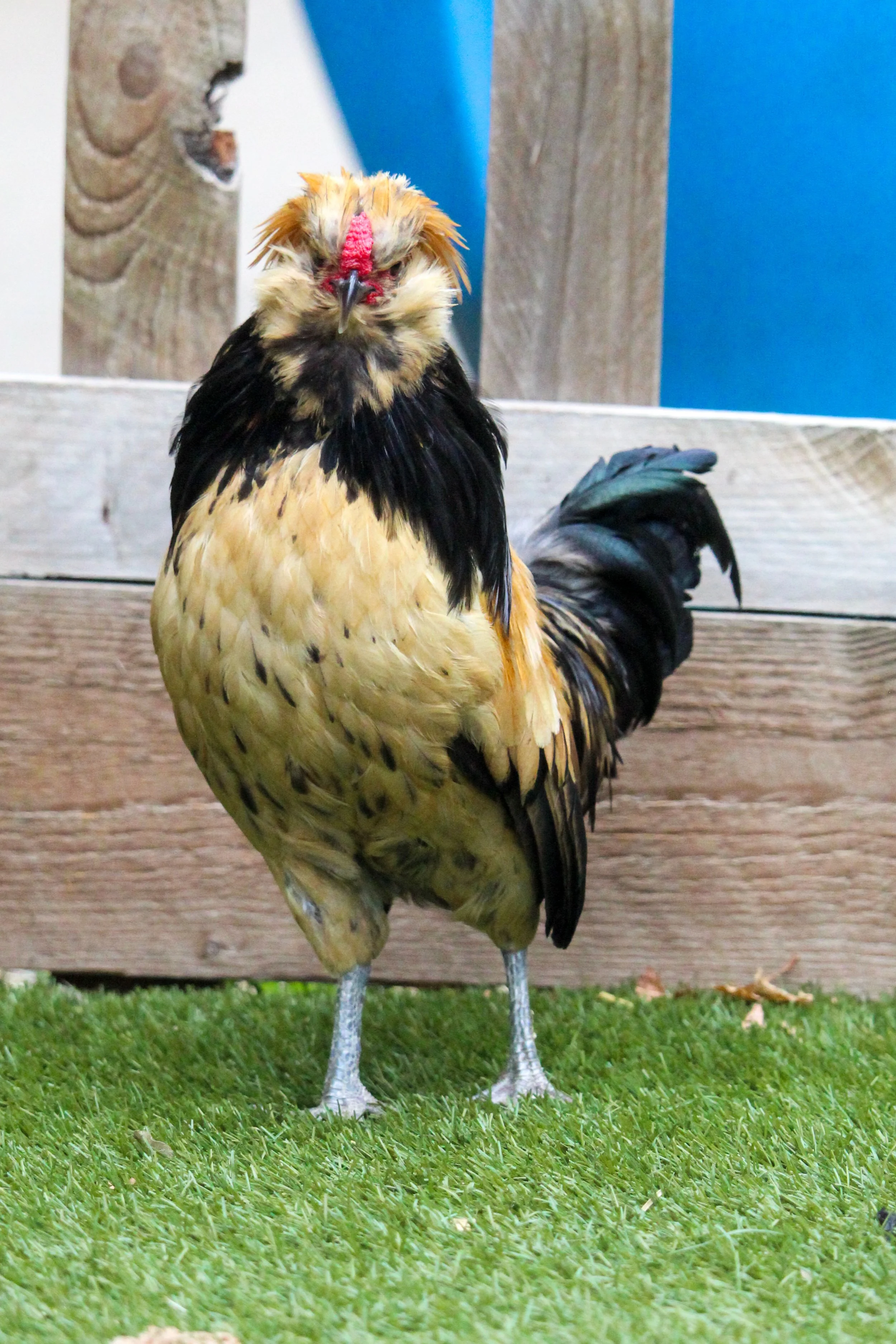 Chickens at Mudchute | Mudchute Park and Farm