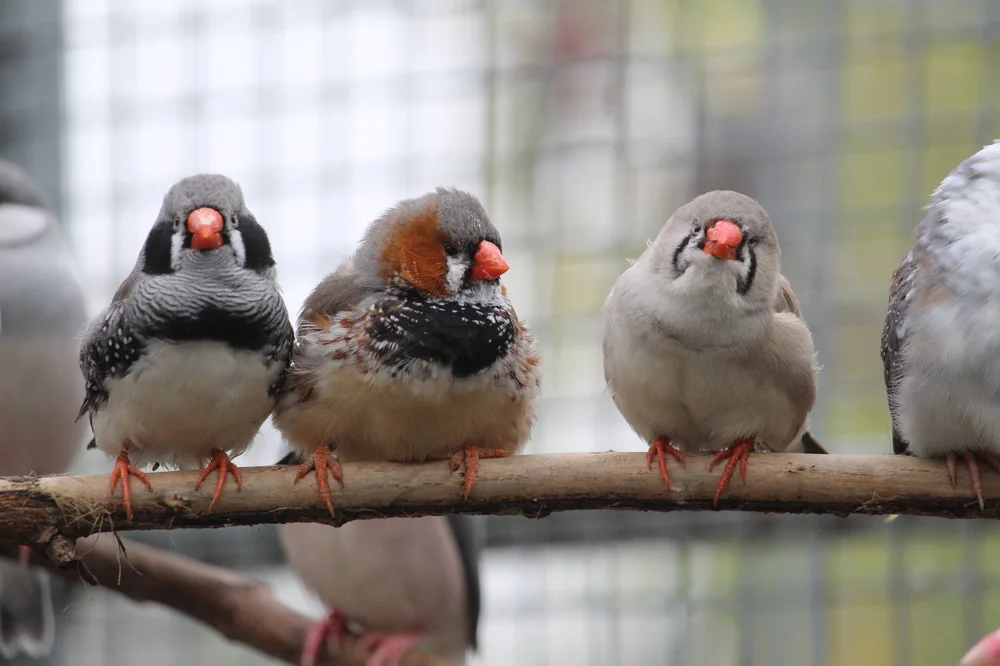 Aviary Birds | Mudchute Park and Farm