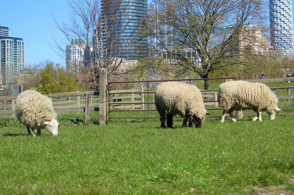 Getting Here | Mudchute Park and Farm