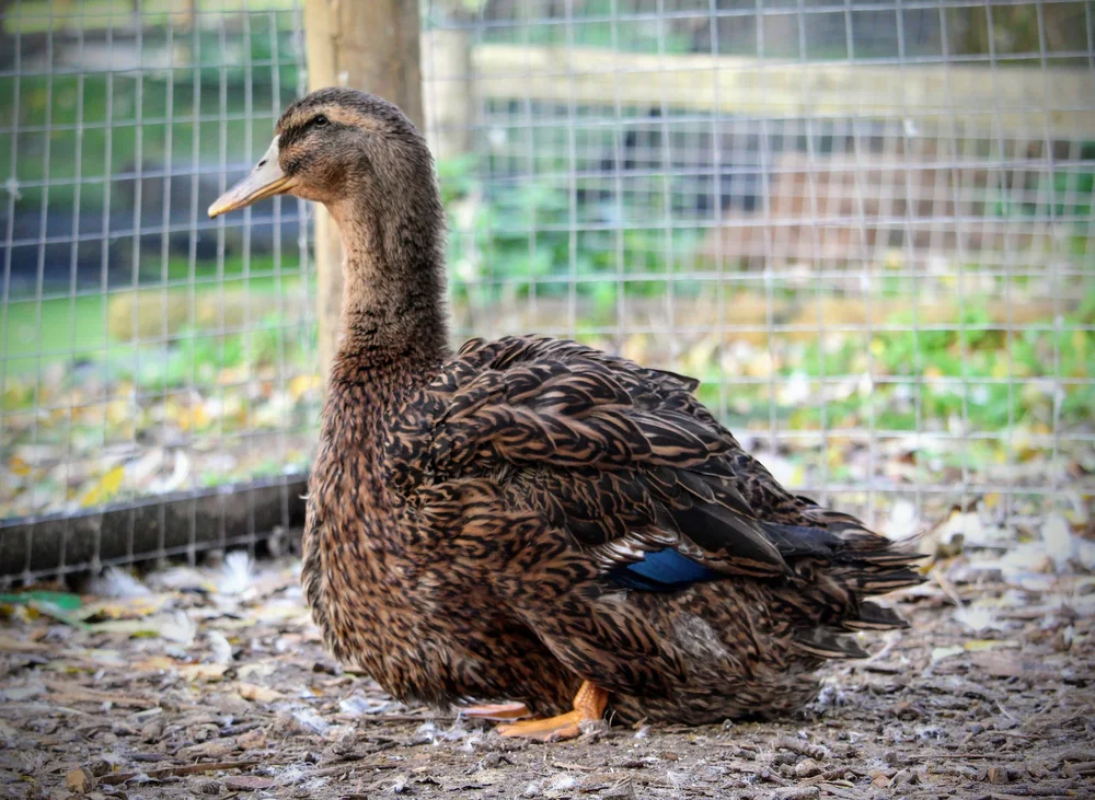 Ducks | Mudchute Park and Farm