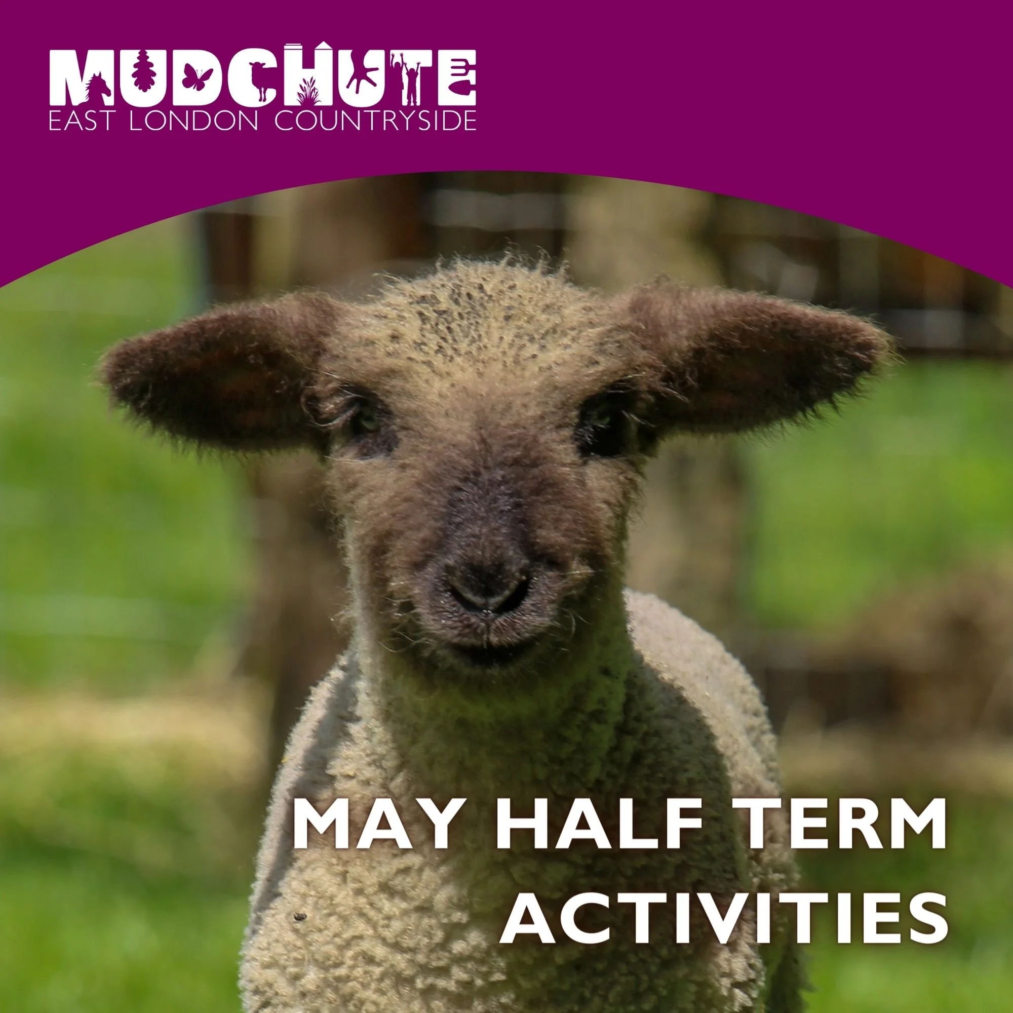 May Half Term | Mudchute Park and Farm