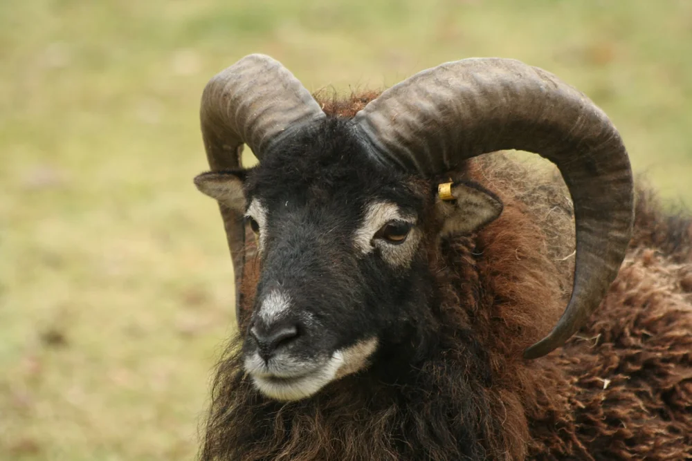 Sheep | Mudchute Park and Farm