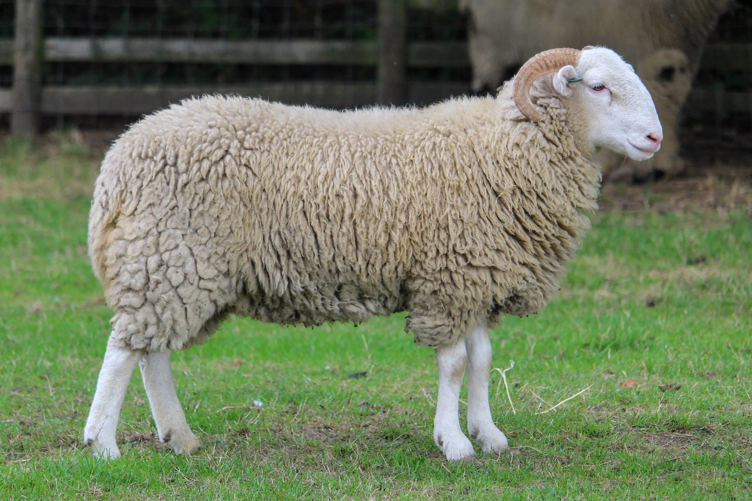 Animal Experiences | Mudchute Park and Farm