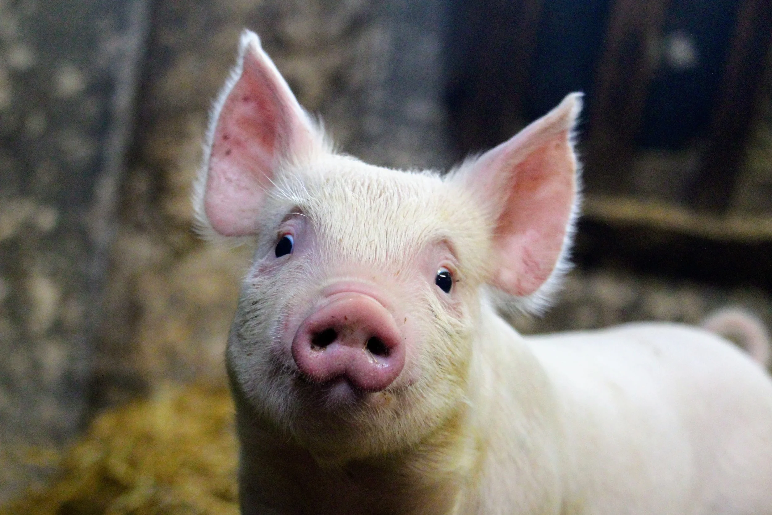 Plan Your Visit | Mudchute Park and Farm