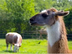 Farm Animals | Mudchute Park and Farm