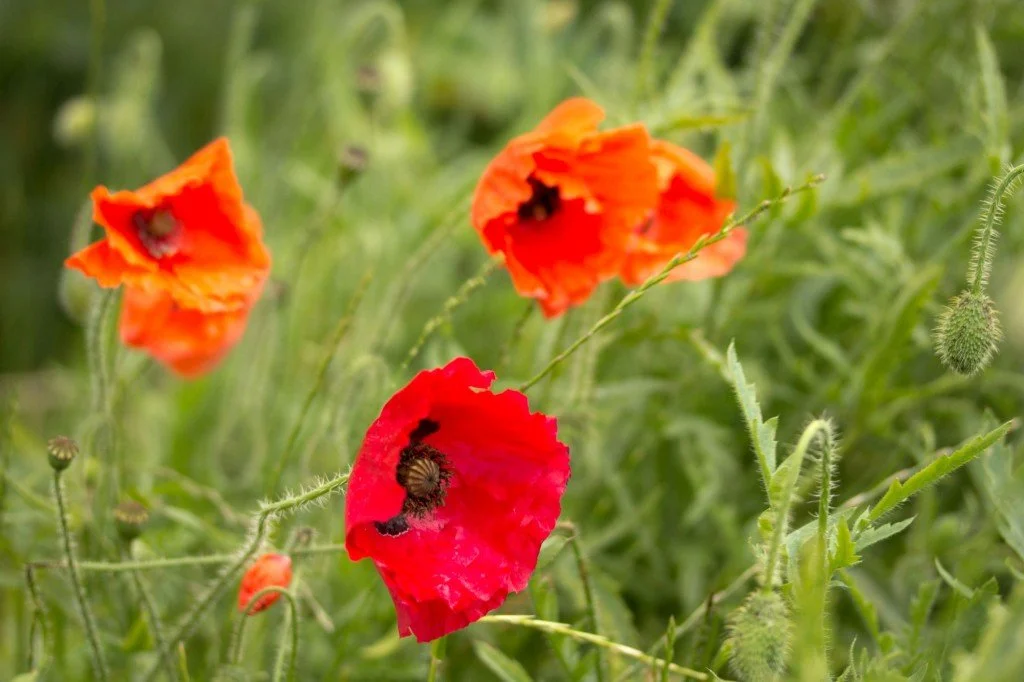Vacancies | Mudchute Park and Farm