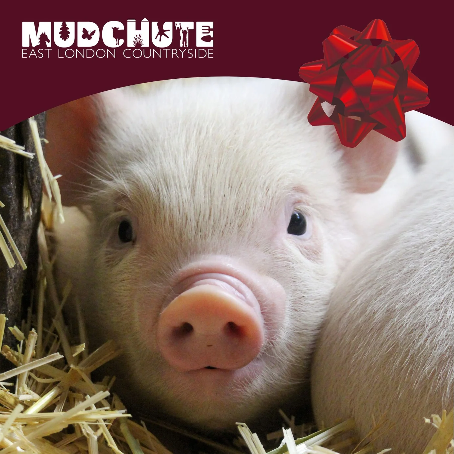 Adopt an Animal at Mudchute Park & Farm | Mudchute Park and Farm
